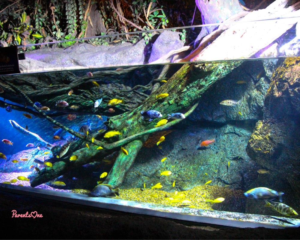 paragon-sealife-fish2 - Parents One