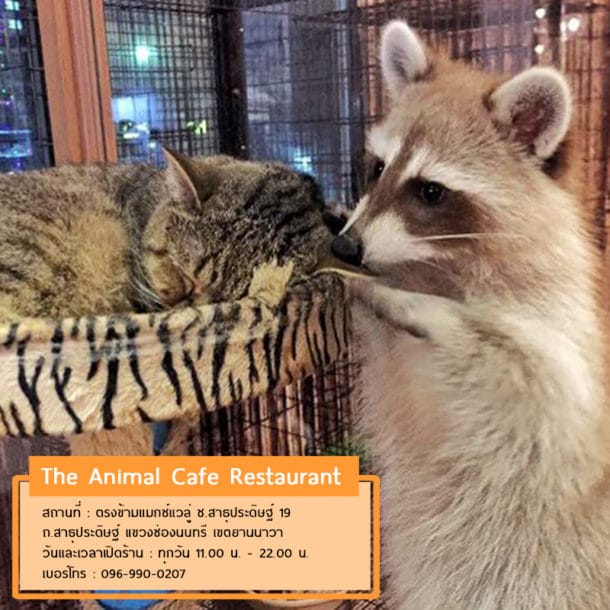 7 คาเฟ่ที่พาลูกไปเล่นกับสัตว์ได้ใจกลางกรุงเทพ