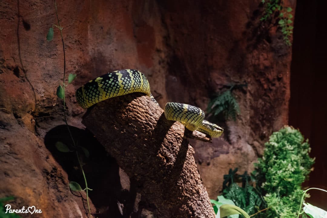 รีวิว Siam Serpentarium พิพิธภัณฑ์ที่เต็มไปด้วยงูมากกว่า 70 สายพันธุ์!