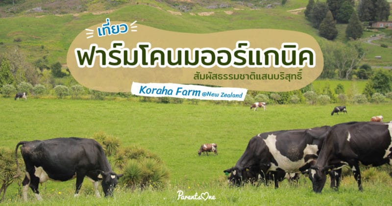 เที่ยวฟาร์มนมโคออร์แกนิค สัมผัสธรรมชาติแสนบริสุทธิ์ Koraha Farm @New ...