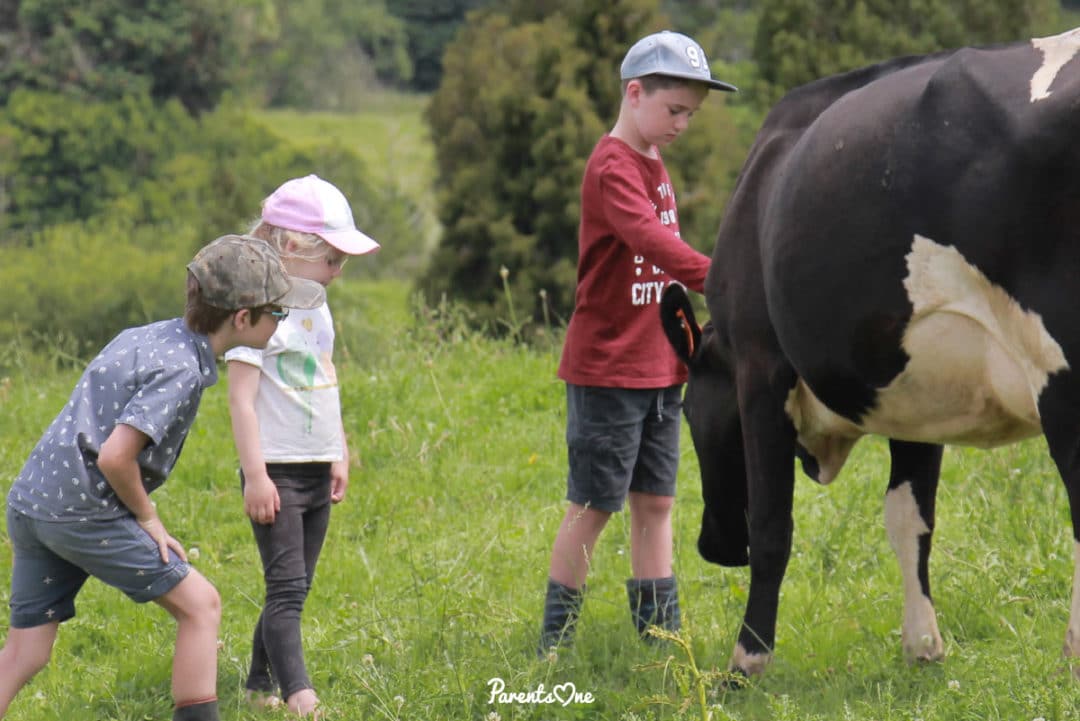 เที่ยวฟาร์มนมโคออร์แกนิค สัมผัสธรรมชาติแสนบริสุทธิ์ Koraha Farm @New ...