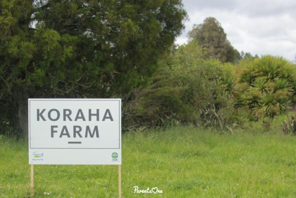 เที่ยวฟาร์มนมโคออร์แกนิค สัมผัสธรรมชาติแสนบริสุทธิ์ Koraha Farm @New ...